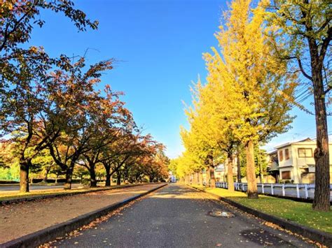 富山市五福公園で紅葉とイチョウを満喫見頃時期や駐車場情報も紹介 PAY Blog