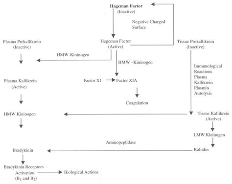 The Mode Of Kinin Formation Download Scientific Diagram