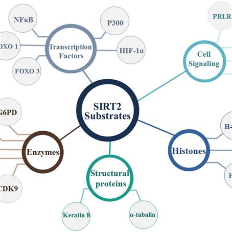 The Workflow Of The Employed In Silico Approaches For Filtration Of