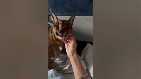 Pumba Being Cute🥰 Youtube