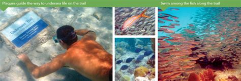 The Underwater Snorkel Trail Virgin Islands This Week