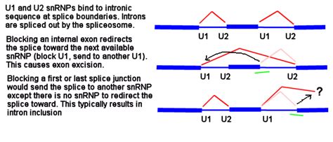 Splicing Outcomes Targeting For Exon Skipping Or Intron Inclusion