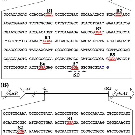 5′ Utr Sequence Of The Two Phz Gene Clusters The 5′ Untranslated Download Scientific Diagram