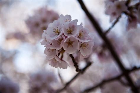 Premium Photo A Tree With Pink Flowers In The Spring