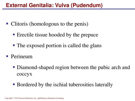 The Reproductive System Part B Ppt Download