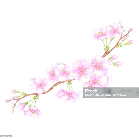 손으로 그린 수채화 벚꽃 가지 구성 흰색 배경에 고립 된 꽃의 그림입니다 엽서 라벨 스크랩북 및 기타 인쇄 제품에 사용할 수 있습니다 0명에 대한 스톡 벡터 아트 및 기타