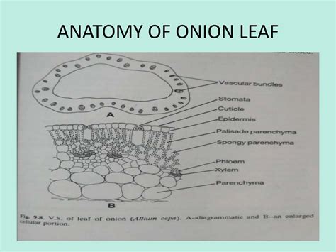 Anatomy Of Dicot And Monocot Leaves Pptx