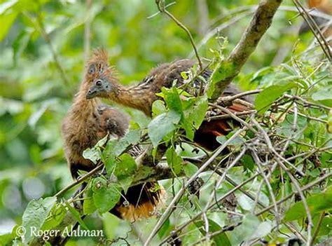 Hoatzin