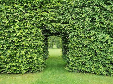 Premium Photo Trees 3d Labyrinth