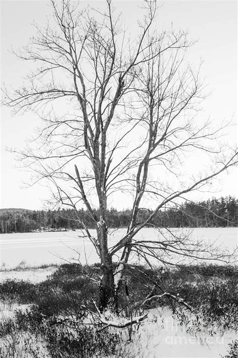 Naked In Winter Photograph By Sue OConnor Fine Art America