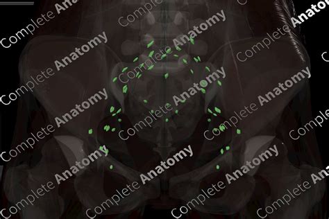 Parietal Pelvic Lymph Nodes Complete Anatomy