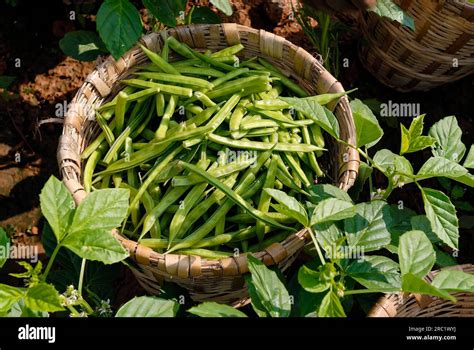 Vegetable A Basket Full Of Harvested Cluster Beans Cheeni Avarakkai