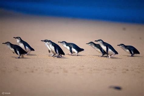 Penguin Parade Ticket At Phillip Island Nature Parks Klook