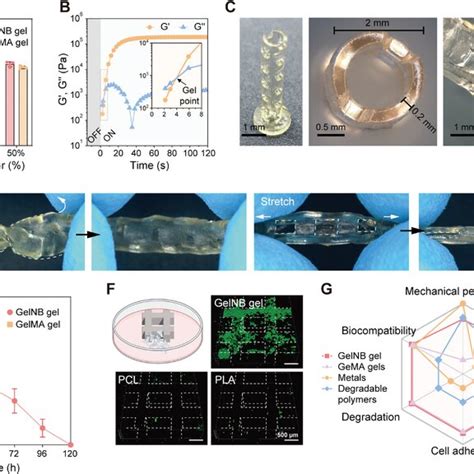 High‐strength Gelatin Hydrogel Scaffold With Drug Loading Remodels The