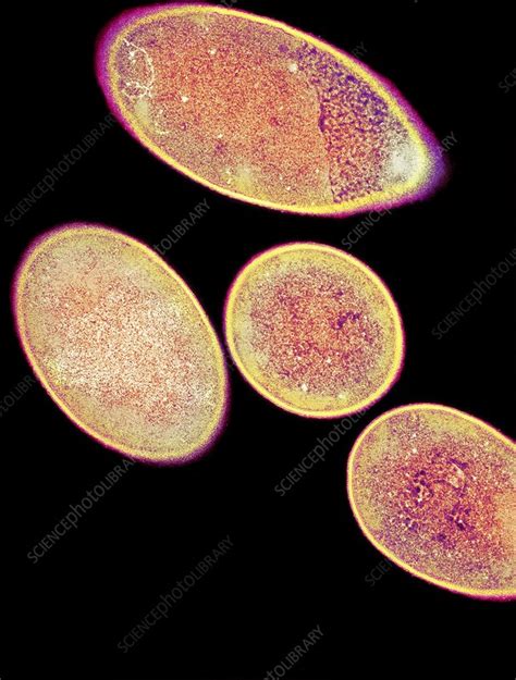 Clostridioides Difficile Bacteria Tem Stock Image C001 3119 Science Photo Library