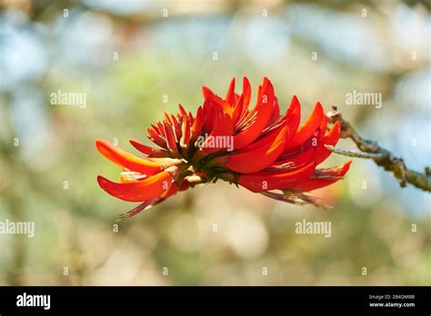 Yellow Flowering Tree Australia Hi Res Stock Photography And Images Alamy