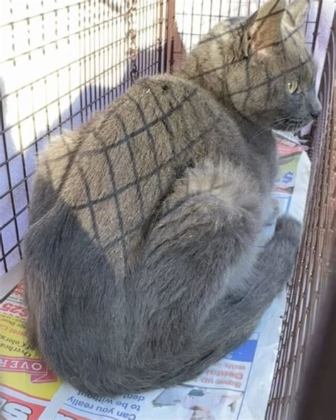 The Importance Of Spaying And Neutering Your Pet Humane Society Of The