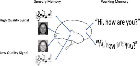 Working Memory And Sensory Memory In Subclinical High Schizotypy An Avenue For Understanding