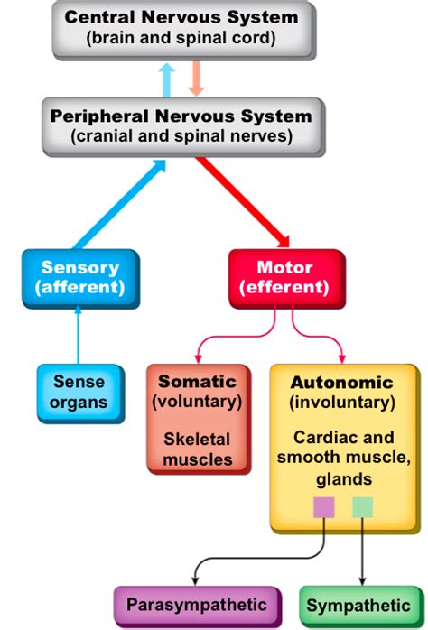 Nervous System Structure Ms Gallaghers Classroom