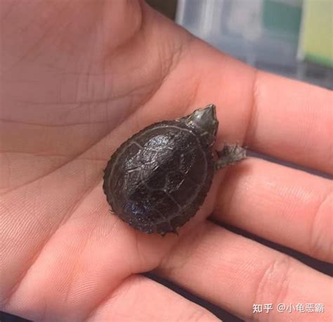 浅谈麝香蛋龟的饲养 知乎
