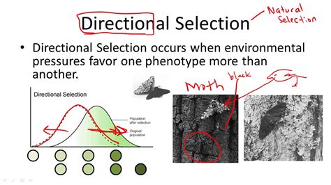 Stabilizing Selection Graph
