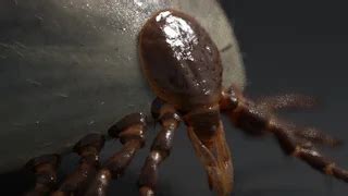 BlenderKit Found A Bug Meow It