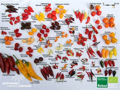 Chili Pepper Types Poster