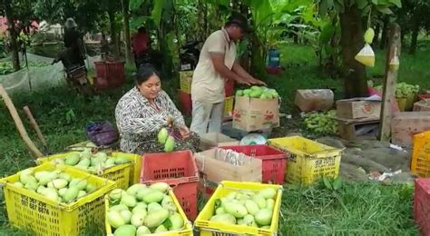 តម្លៃផ្លែស្វាយ១គីឡូក្រាម១ ០០០រៀល កំពុងធើ្វឲ្យកសិករសប្បាយចិត្ត នគរដ្រេហ្គន