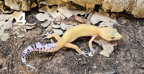 Леопардов гекон МОРЕЛИЯ ЕООД