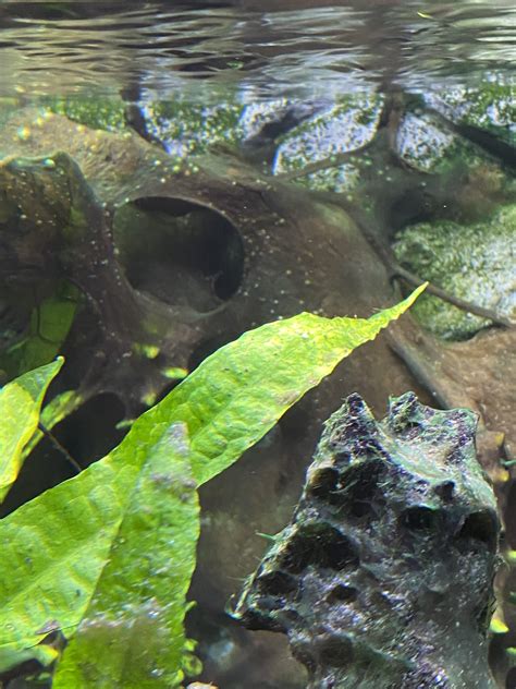 Algae Identification R Aquariums