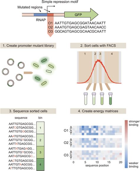 transcription factor binding site
