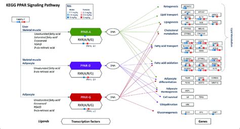 Significant Degs That Are A Part Of The Kegg Ppar Signaling Network