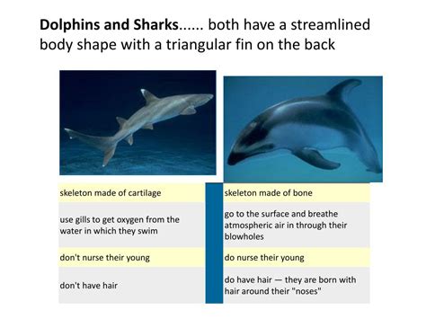 Ppt Homology Vs Analogy Powerpoint Presentation Free Download Id