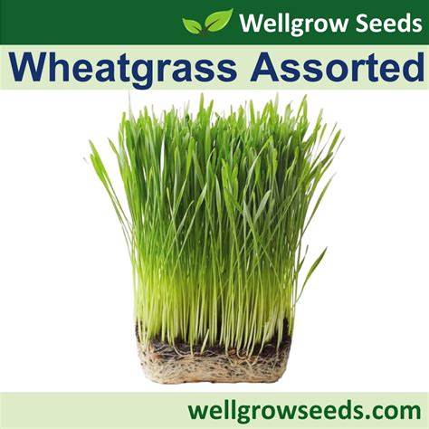 Wheatgrass Seeds Assorted Cat Grass Pet Grass 小麦草 Biji Benih Gandum