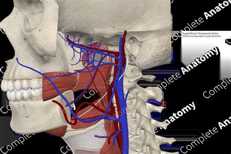 Superficial Temporal Vein