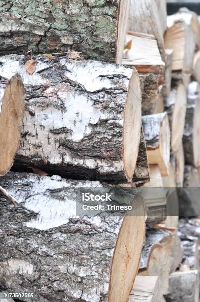 자작나무 질감 은자작나무 목재 은자작나무 자작나무 가지 흰색 검은색 금이 간 표면 잘게 썬 자작나무 나무 통나무 0명에 대한 스톡 사진 및 기타 이미지 Istock