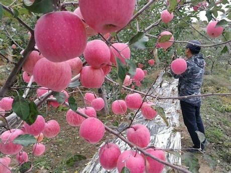 安徽苹果种植 安徽苹果产地在哪里 哪有苹果树苗出售 第 页 大山谷图库