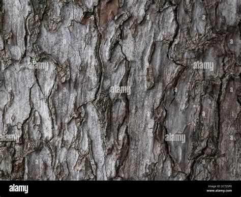 Large Tree Bark Background Texture Close Up Stock Photo Alamy