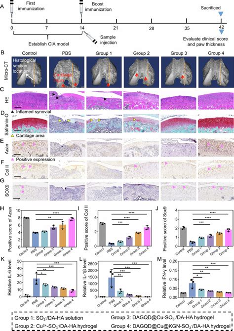 Injectable Bioadhesive And Lubricating Hydrogel With Polyphenol Mediated Single Atom Nanozyme