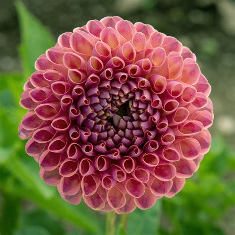 Jowey Winnie Dahlia Bear Creek Farm