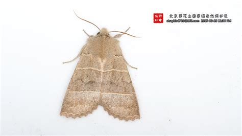 Eupsilia silla 2015 03 20 23 30 35 Canon EOS 7D 090 副本 副本 Flickr