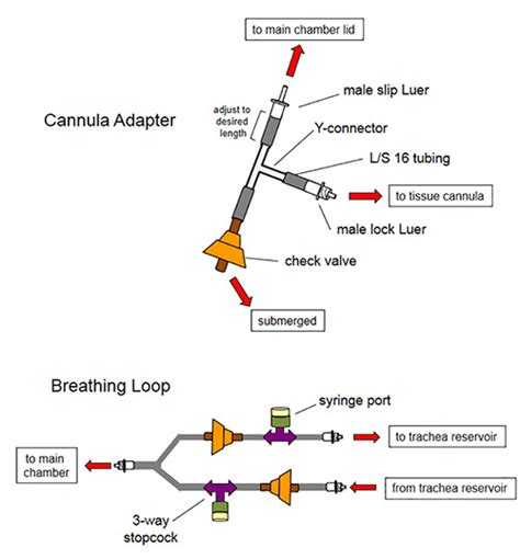 Nonhuman Primate Lung Decellularization And Recellularization Using A Specialized Large Organ