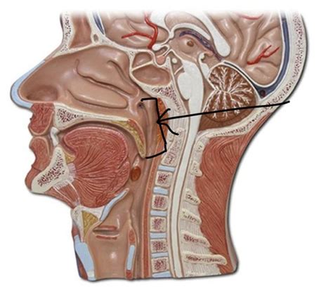 Biol 224 Respiratory Structure Flashcards Quizlet