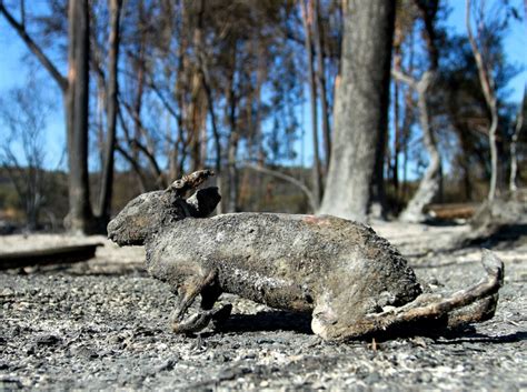 Una Colilla De Cigarro Habría Provocado El Incendio Que Ya Consumió 2