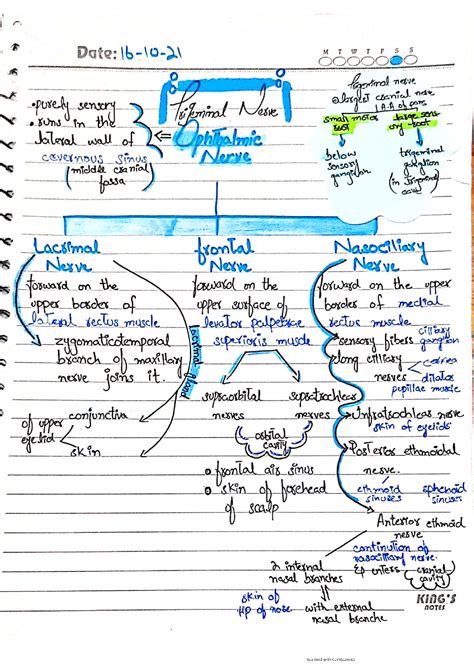 SOLUTION Trigeminal Nerve Anatomy Studypool