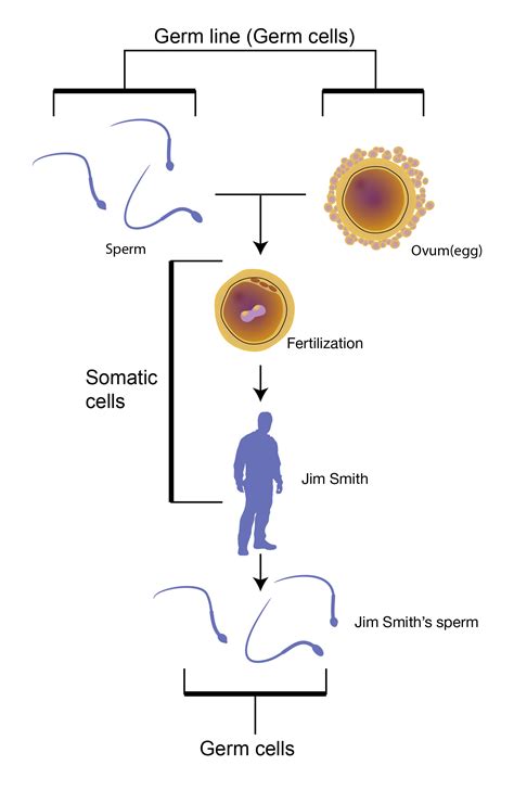Genome Foundations Ons