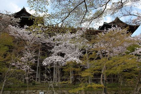 京都洛東 桜コレクション 清水寺 ねこづらどき