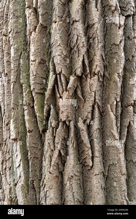 Bark Of Eastern Cottonwood Populus Deltoides E Usa By Dominique