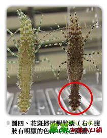 海水觀賞蝦雌雄分辨 甲殼類主題館 農業知識入口網