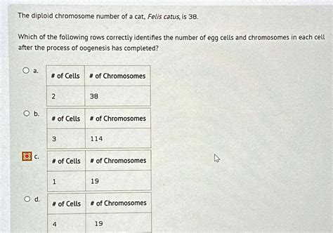 The Diploid Chromosome Number Of A Cat Felis Catus Is 38 Which Of The Following Rows